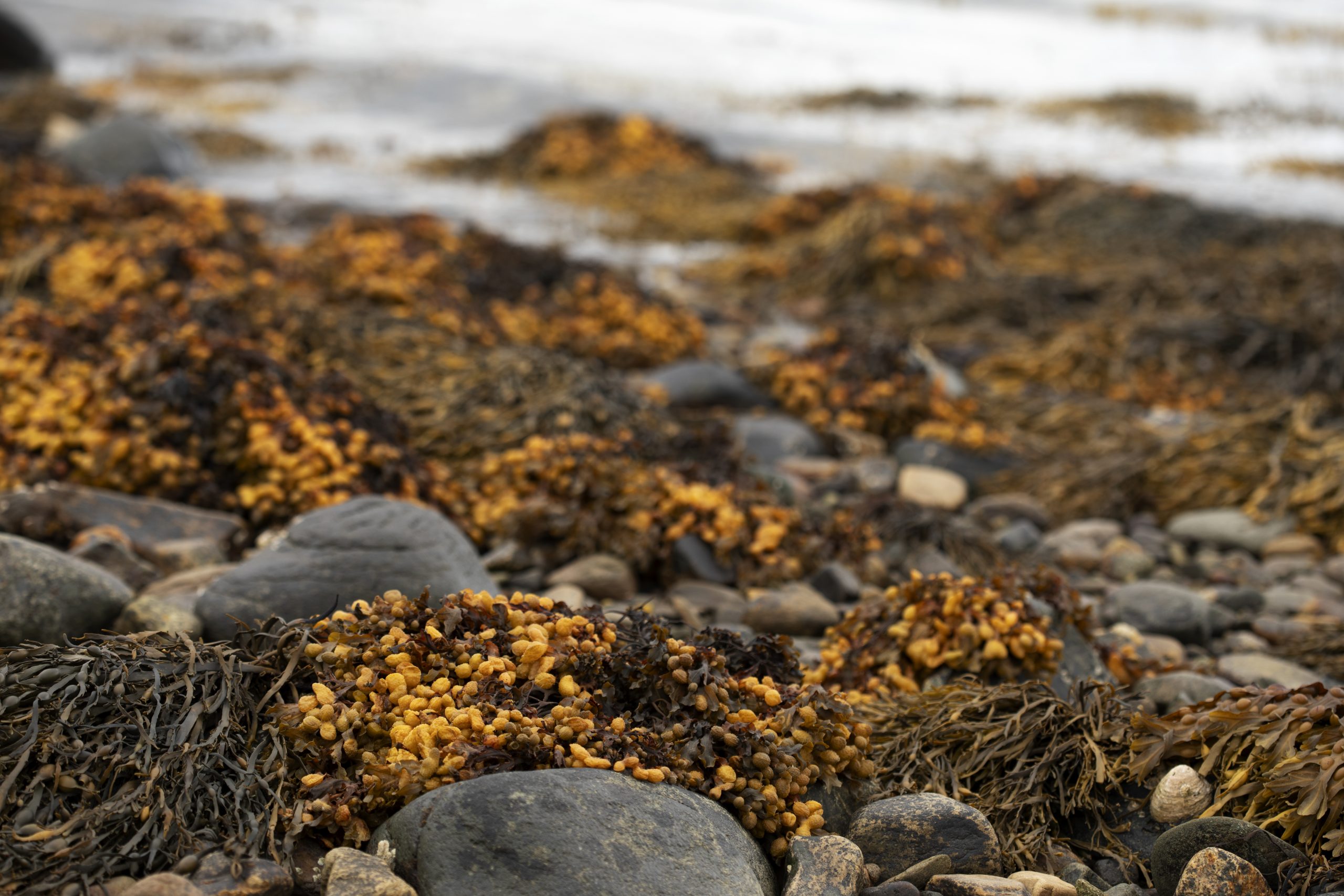 MacArthur Green and charity partner Seawilding awarded £10,549 SMEEF ...